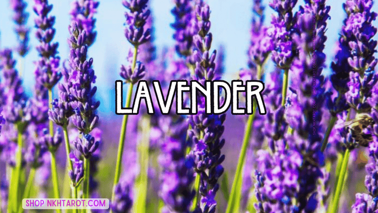 Lavender: Magical Properties, Ritual Uses, and Spiritual Benefits in W ...