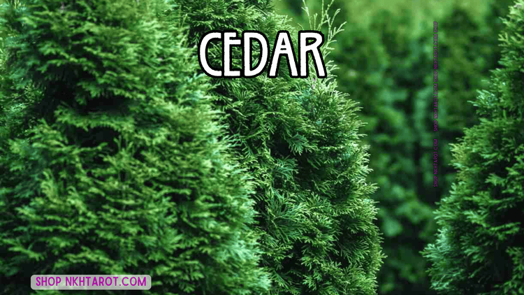 Cedar: Magical Properties, Ritual Uses, and Spiritual Benefits in Witc ...