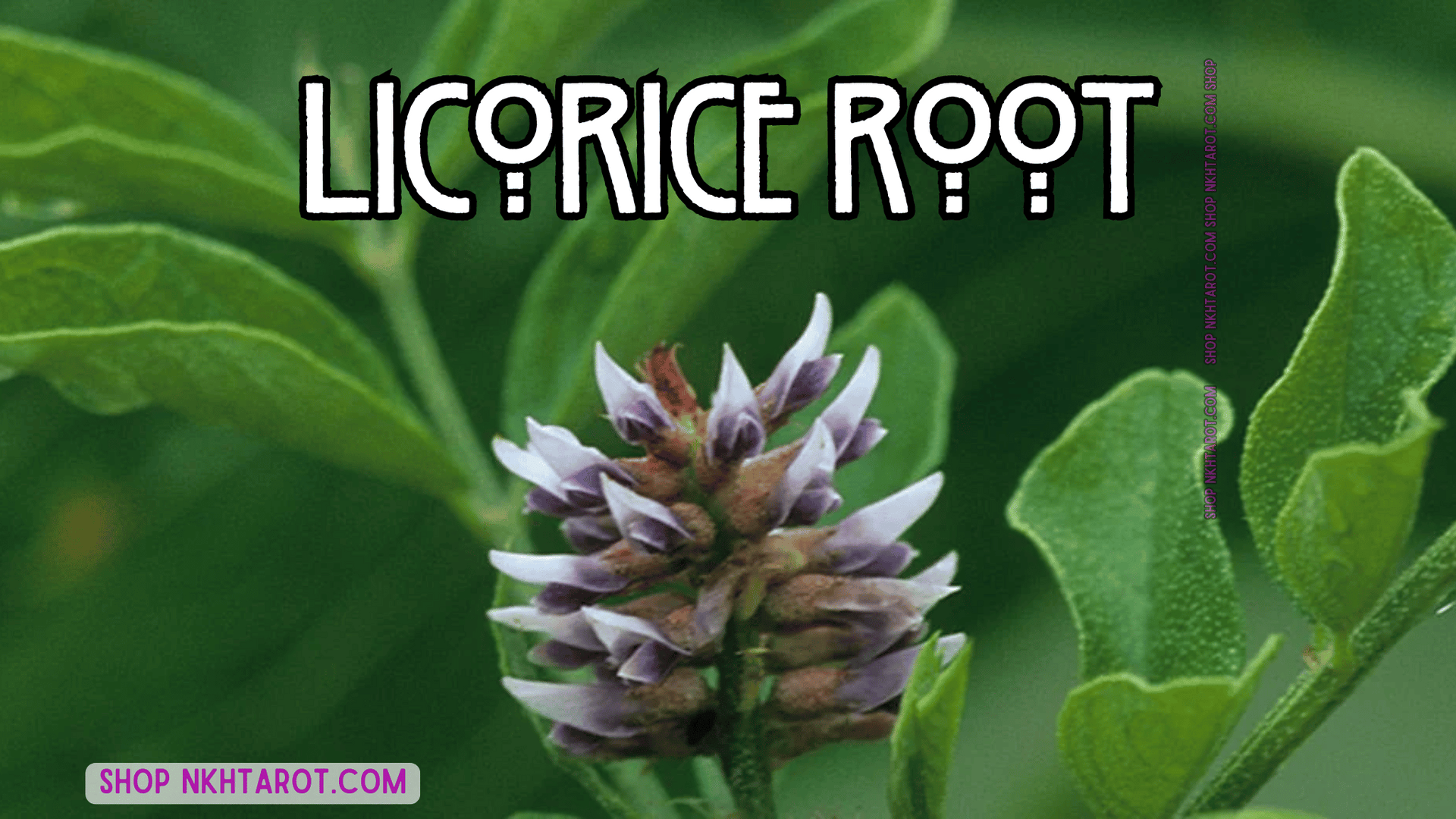 licorice plant root