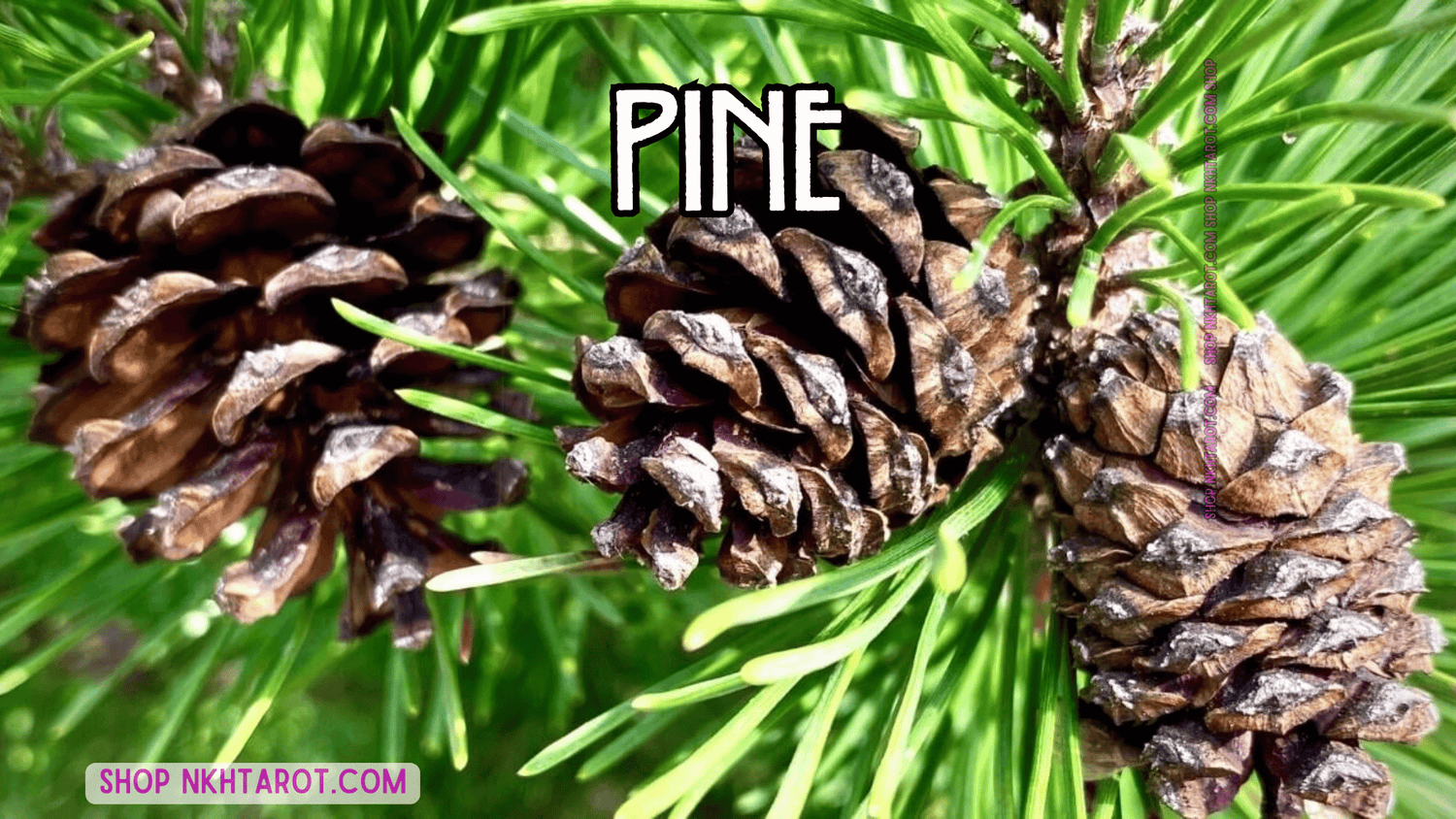 Pine: Magical Properties, Ritual Uses, and Spiritual Benefits in Witch ...